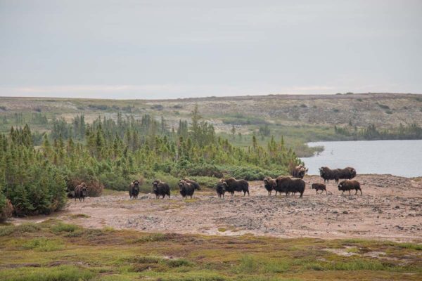 Thelon River Canoe Adventure in Canada | Thelon River Trips